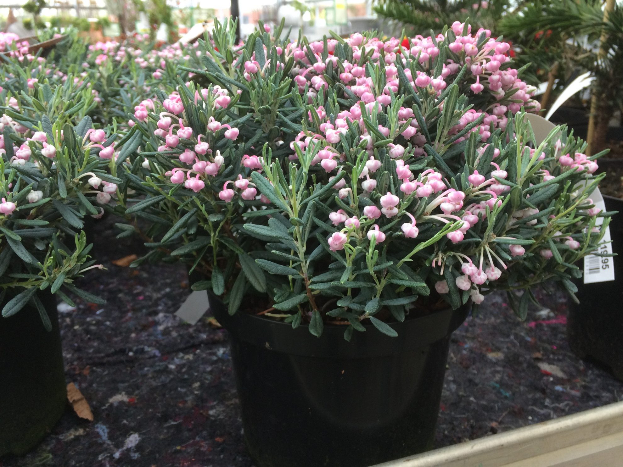 Andromeda polifolia Blue Ice - Rosmarinlyng - Duelunds planter