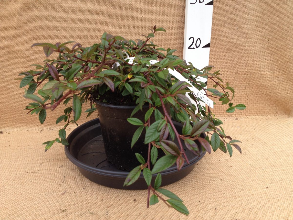 Cotoneaster salicifolius Repens - Duelunds planter