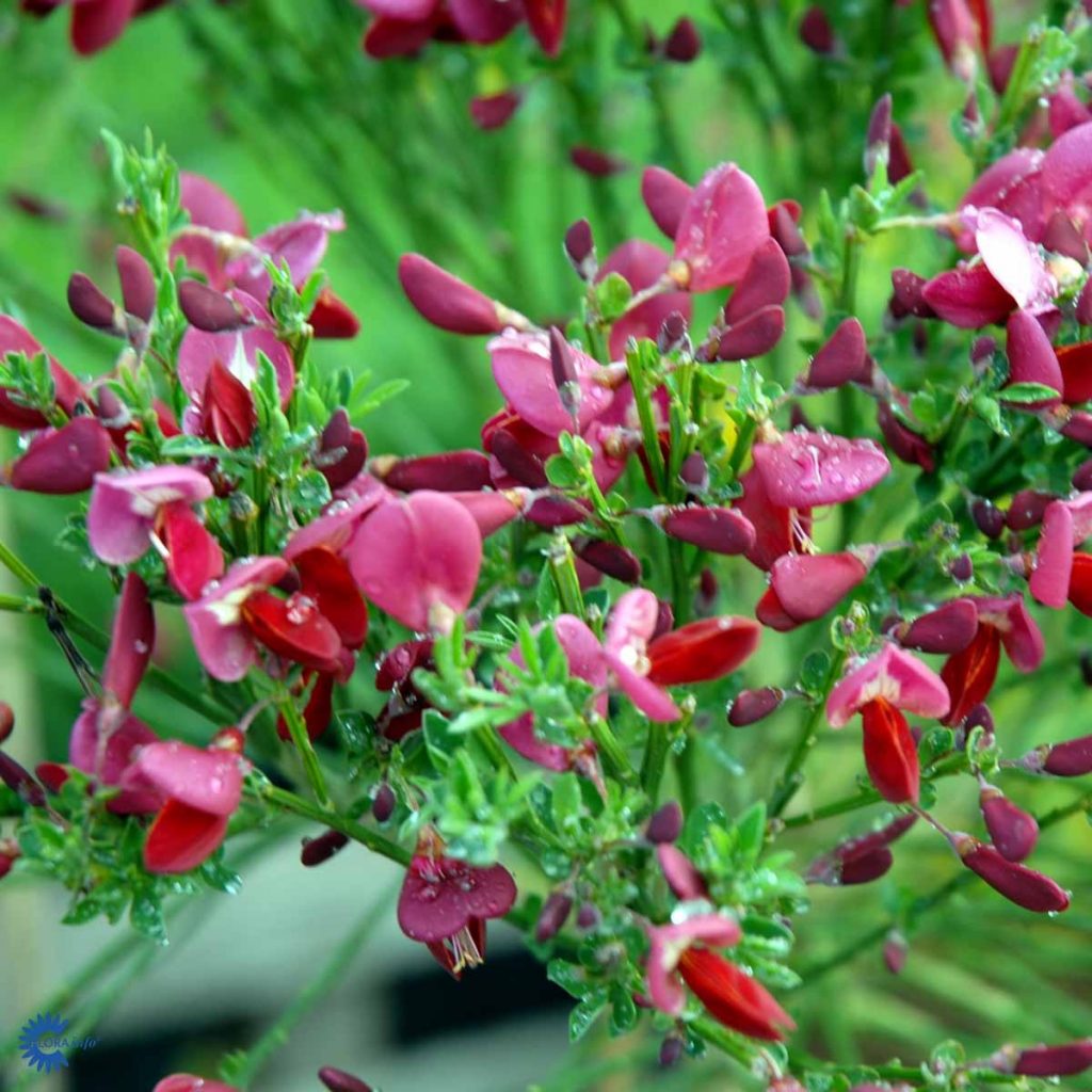 Cytisus scoparius Boskoop Ruby - Rød Gyvel - Duelunds planter