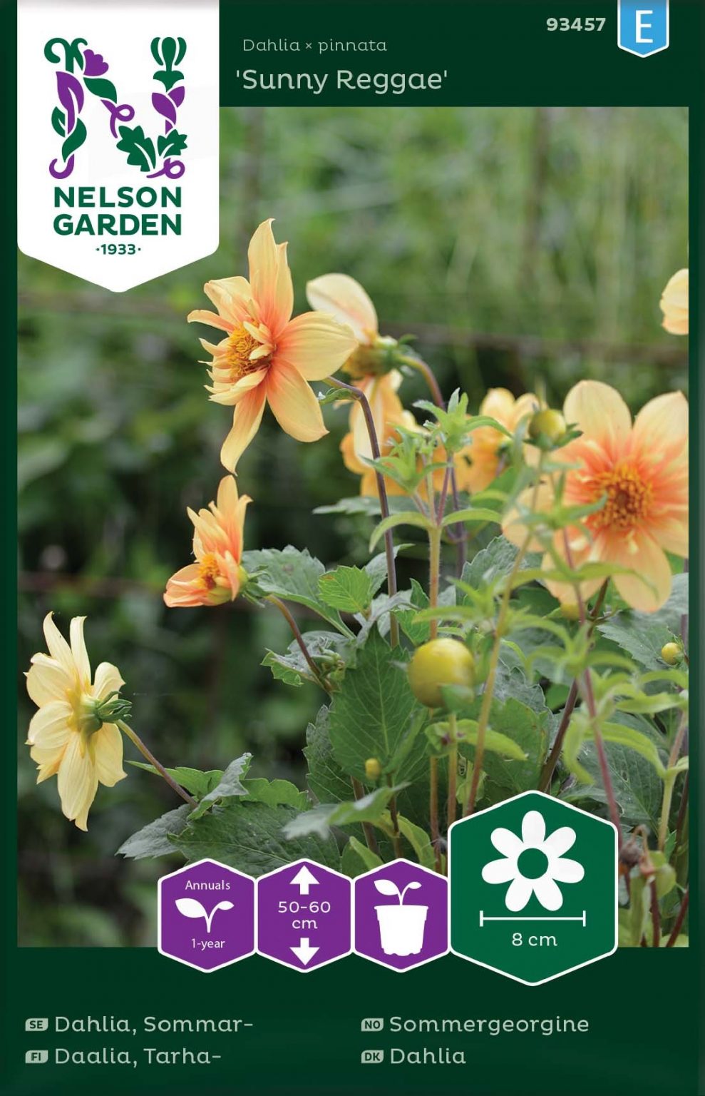 Dahlia Sunny Reggae - Duelunds planter