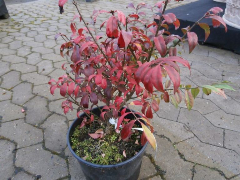 Euonymus alatus Compactus - Benved - Duelunds planter
