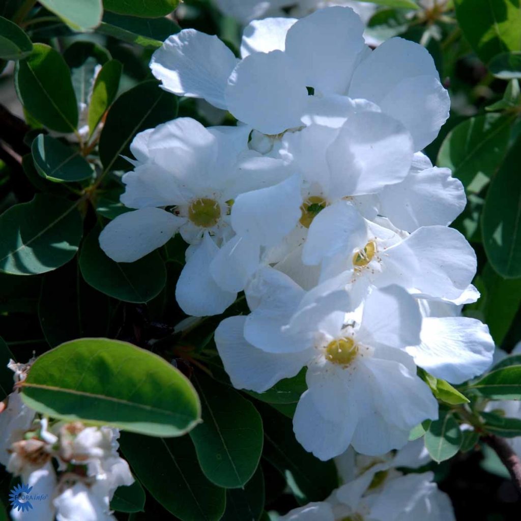 Exochorda macra. The Bride - Perlebusk - Duelunds planter