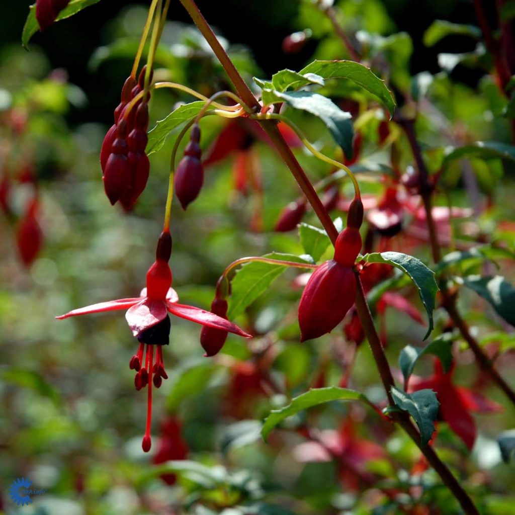 Fuchsia magellanica Riccartonii - Havefuchsia - Duelunds planter