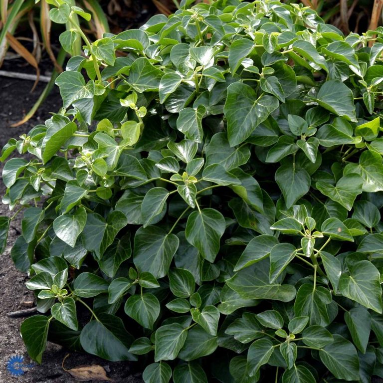 Hedera Helix Arbori Compact - Vedbend - Duelunds planter