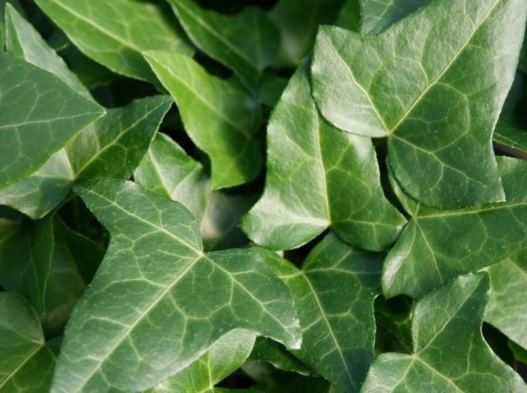 Hedera helix Hesma - Efeu, Vedbend - Køb 100 stk, spar DKK 399 ...