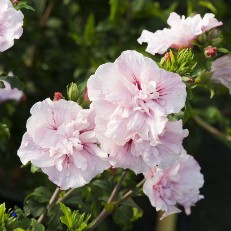 Hibiscus syriacus Pink Chiffon - Syrisk Rose - Duelunds planter