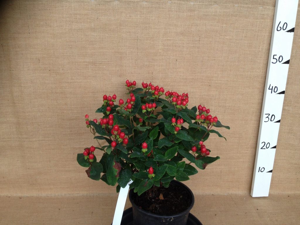 Hypericum inod. Miracle Attraction - Storfrugtet Perikon - Duelunds planter