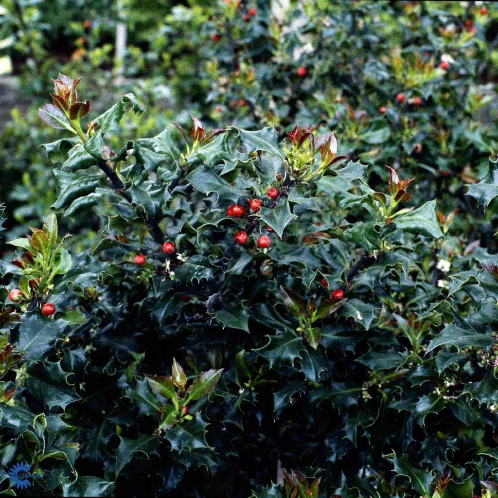 Ilex meserveae Blue Angel - Kristtorn - Duelunds planter