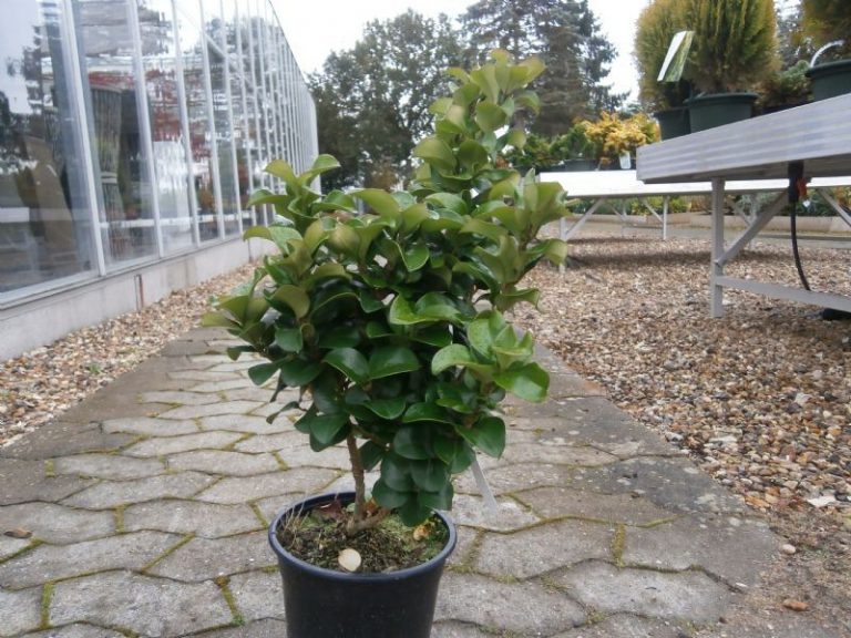 Ligustrum Jap. Rotundifolium - Storbladet Liguster - Duelunds planter