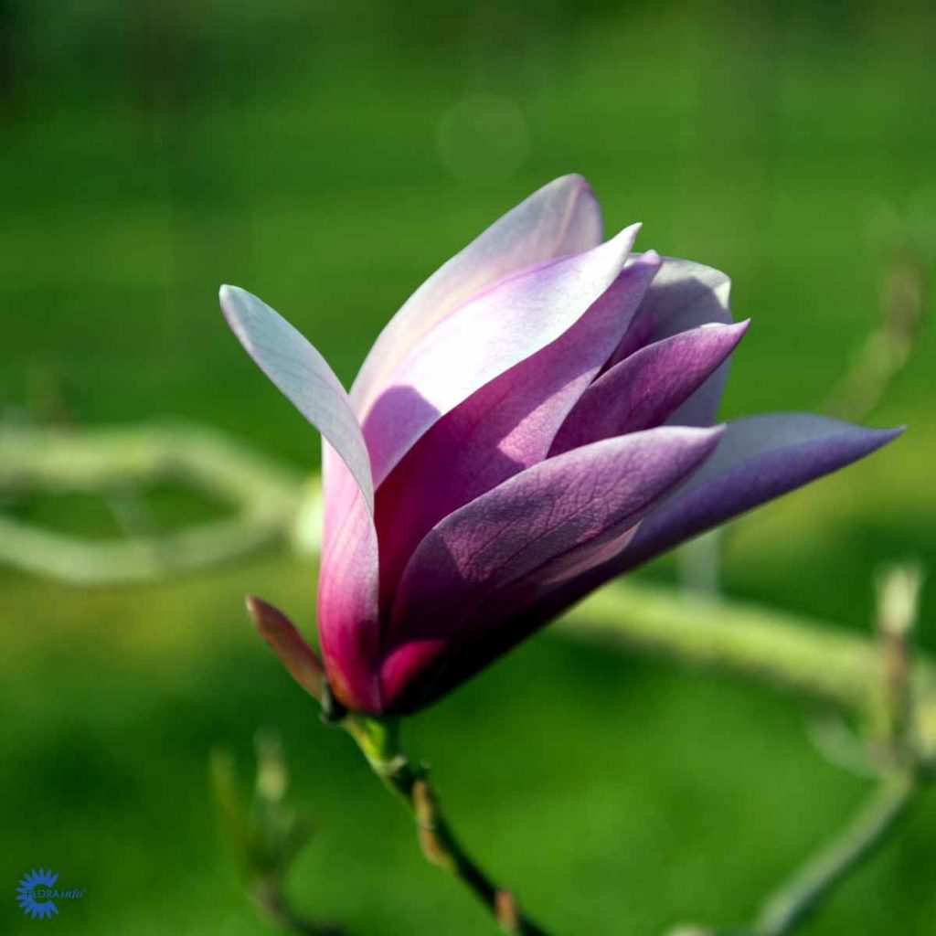 Havefrø online » Op til 25% rabat | Køb dine havefrø hos Duelundsplanter