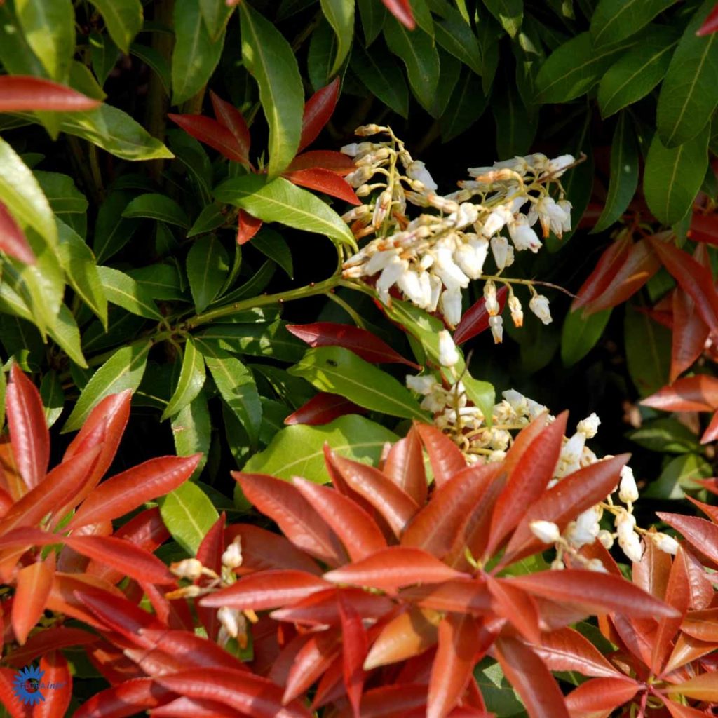 Pieris Japonica Mountain Fire - Pieris - Duelunds planter