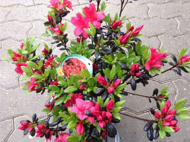 Rhododendron Maruschka - Japansk Azalea - Duelunds planter