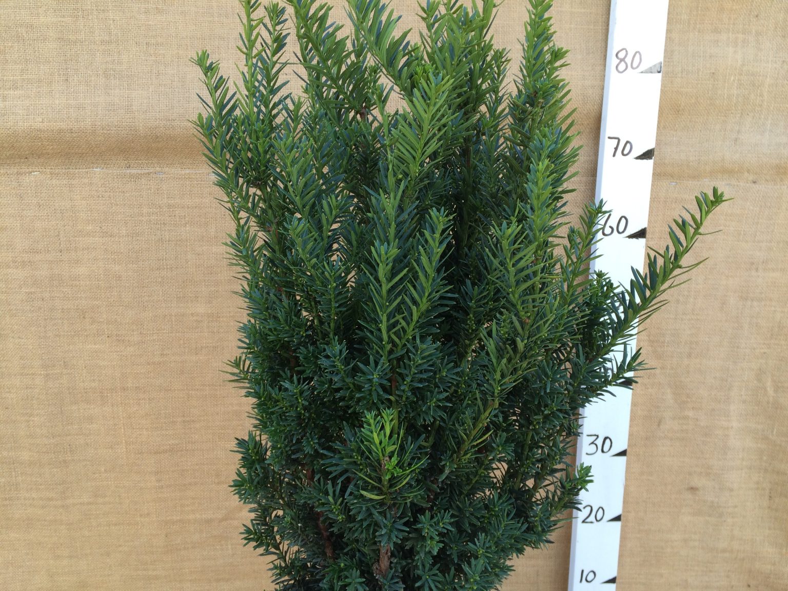 Taxus media Hillii - Taks - 60-80 cm. - Duelunds planter